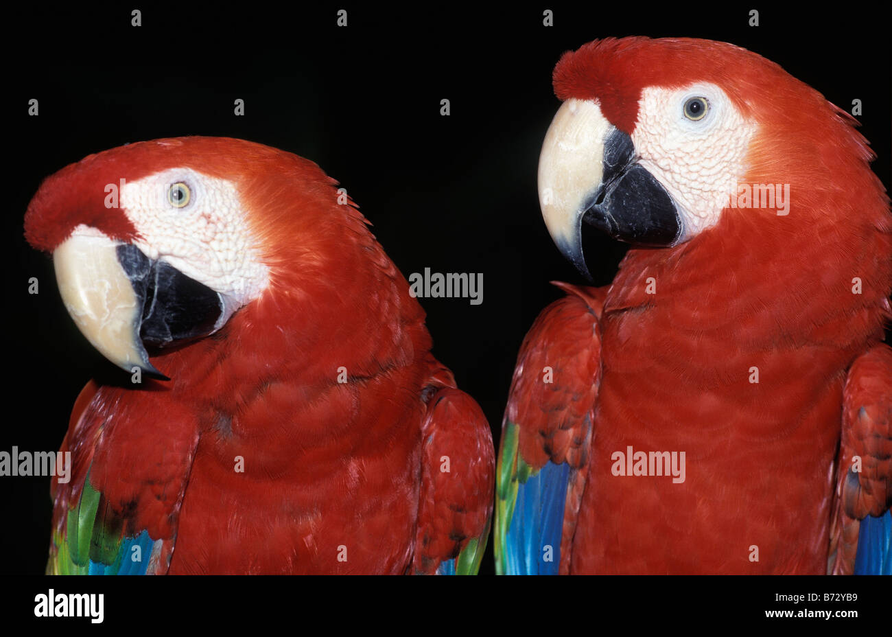 Captive scarlet macaw ara macao hi-res stock photography and images - Alamy