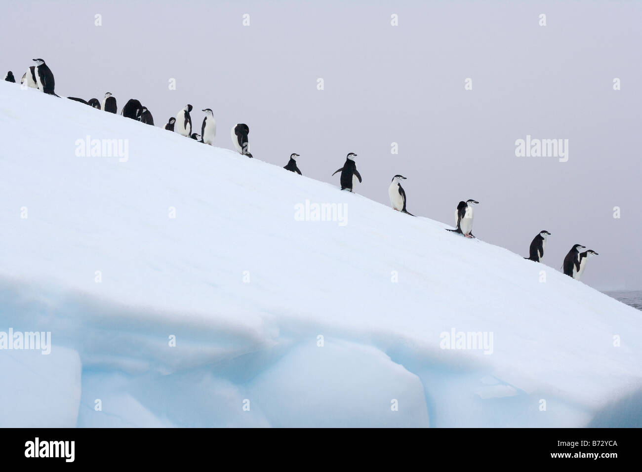 Chinstrap Penguins (Pygoscelis antarcticus) on iceberg South Orkney ...