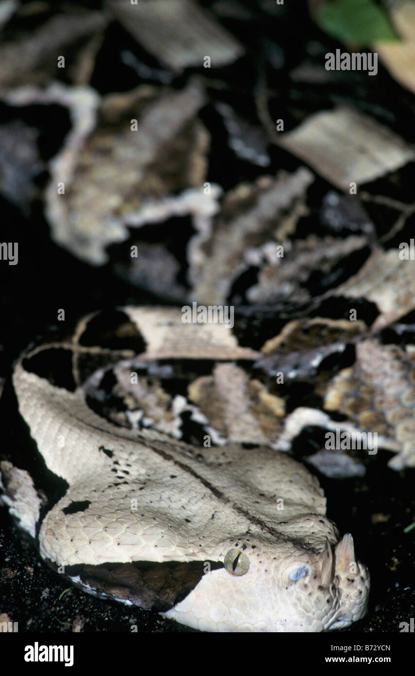 Close up of a Gaboon Viper Stock Photo - Alamy