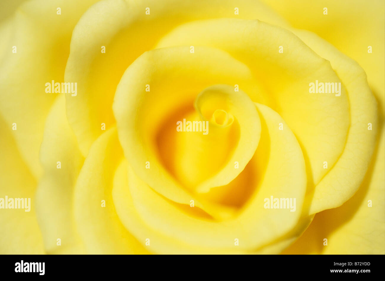 Close up of a Yellow Rose Stock Photo - Alamy
