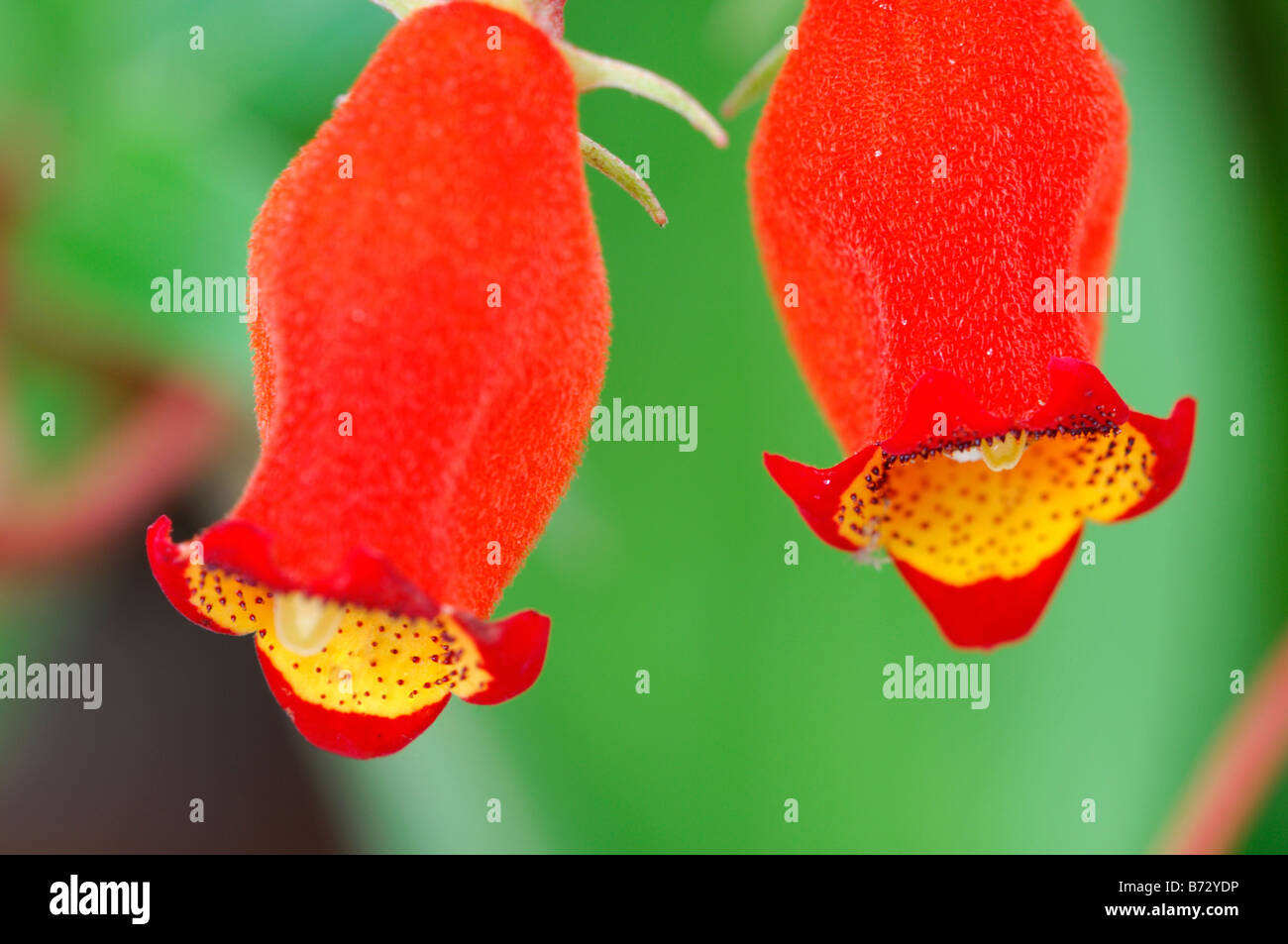 Gloxinia sylvatica bright red orange flowers Stock Photo - Alamy