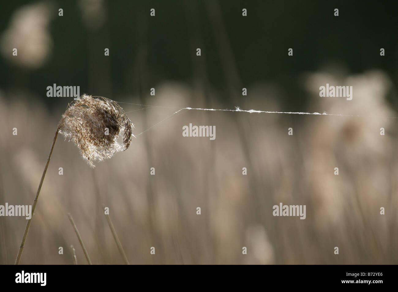 Cobweb strand hi-res stock photography and images - Alamy