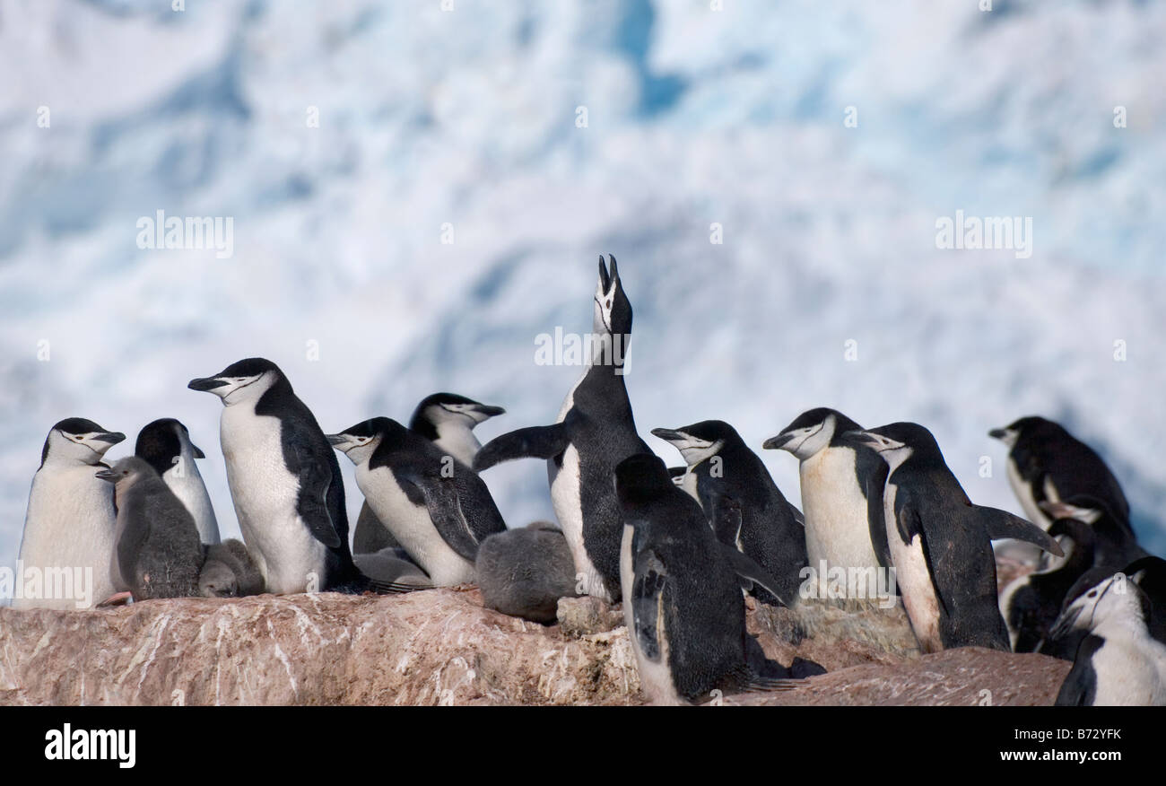 Chinstrap Penguins (Pygoscelis antarcticus) on Elephant Island ...
