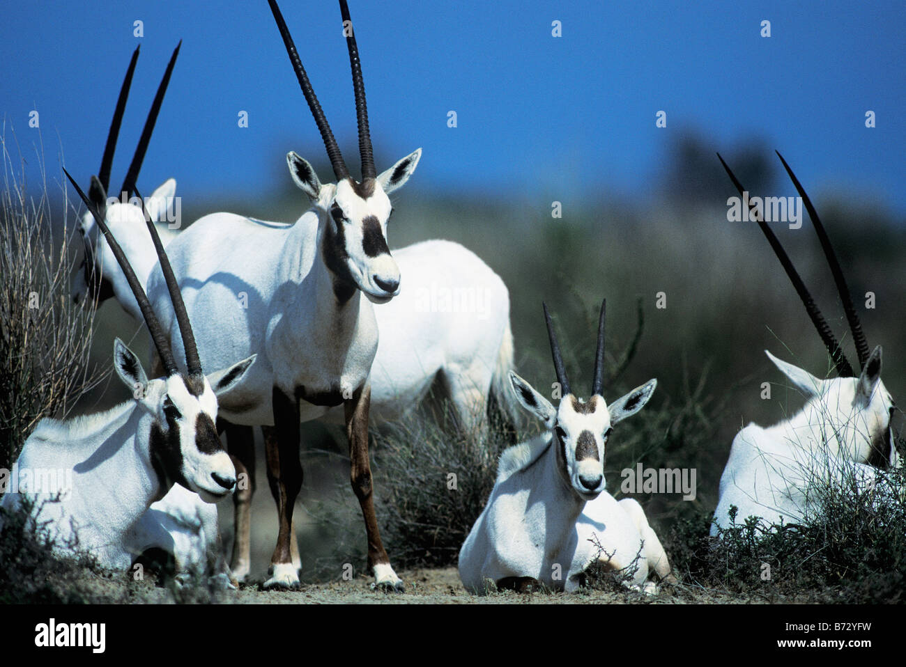 Arabaian hi-res stock photography and images - Alamy