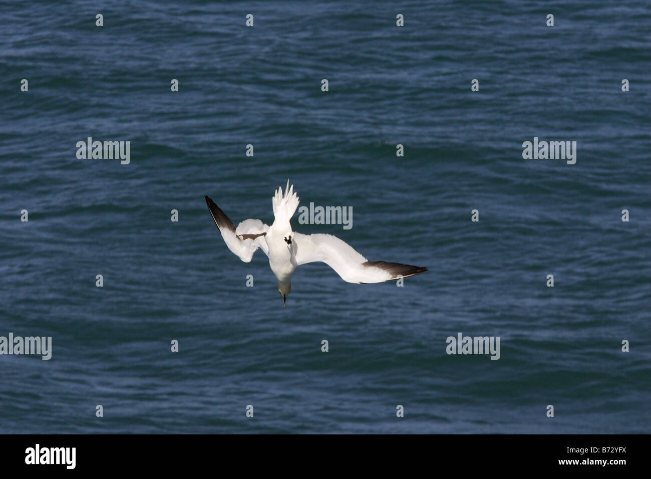 Gannet diving verticaly for a fish Stock Photo - Alamy