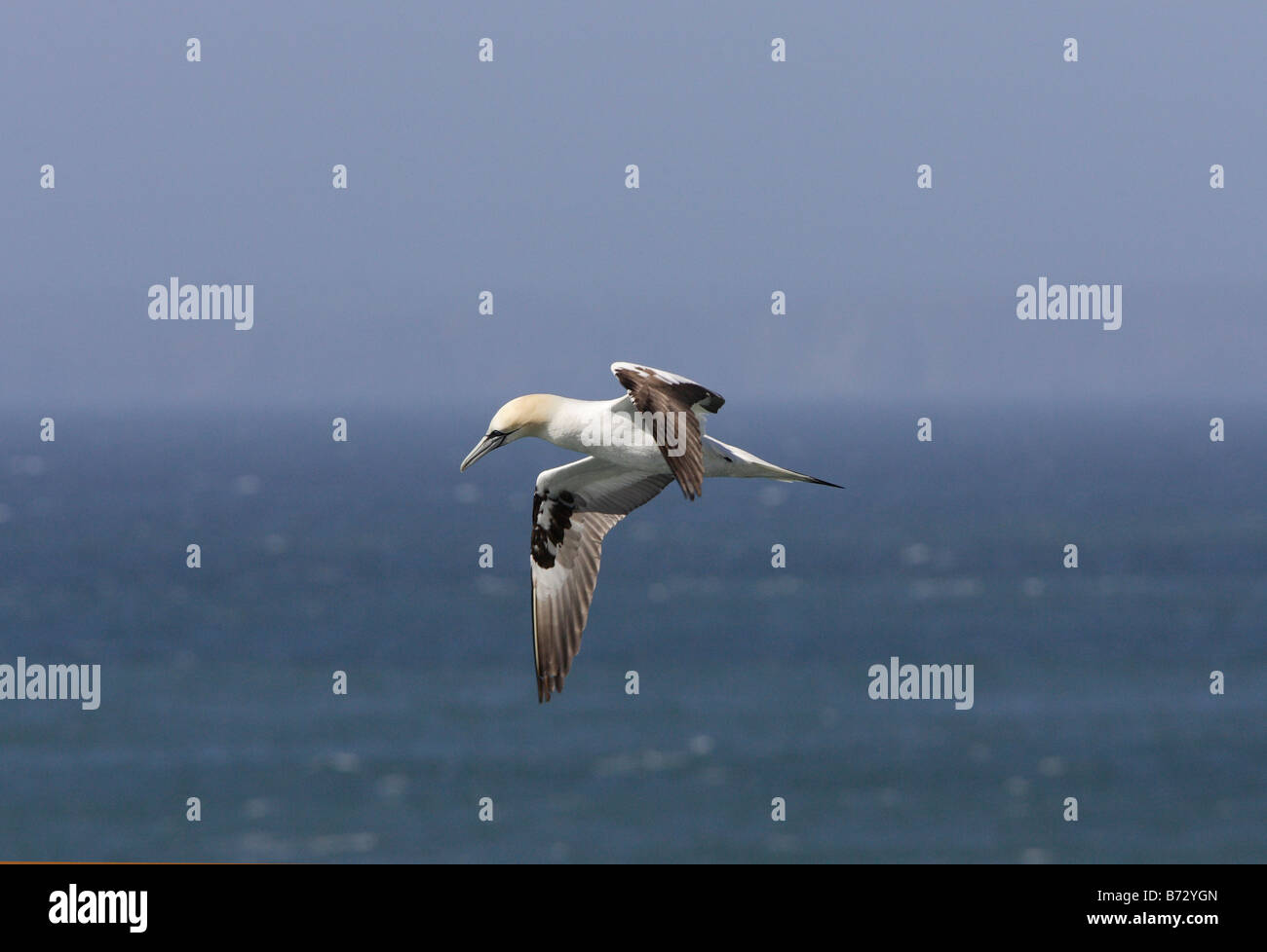 Gannet searching for food Stock Photo - Alamy