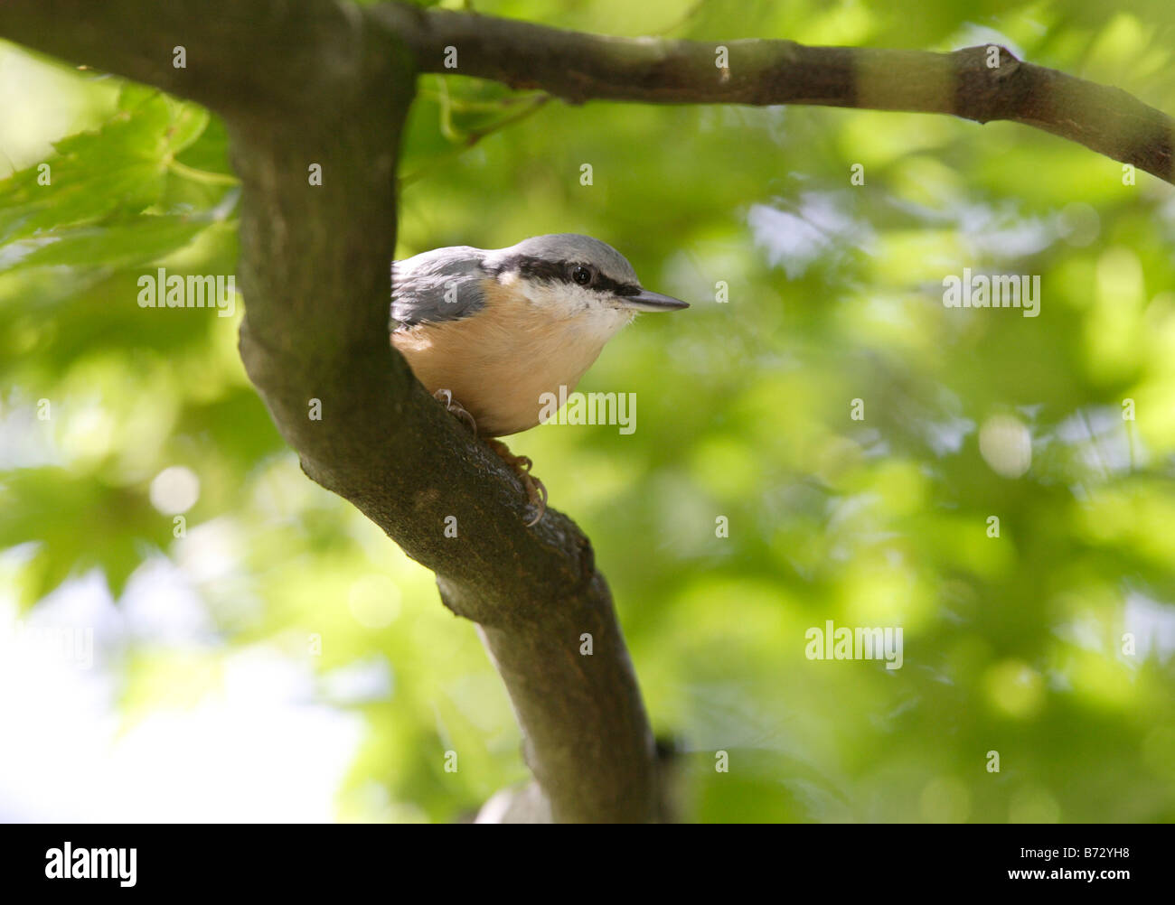 Nuthatch on branch Stock Photo - Alamy
