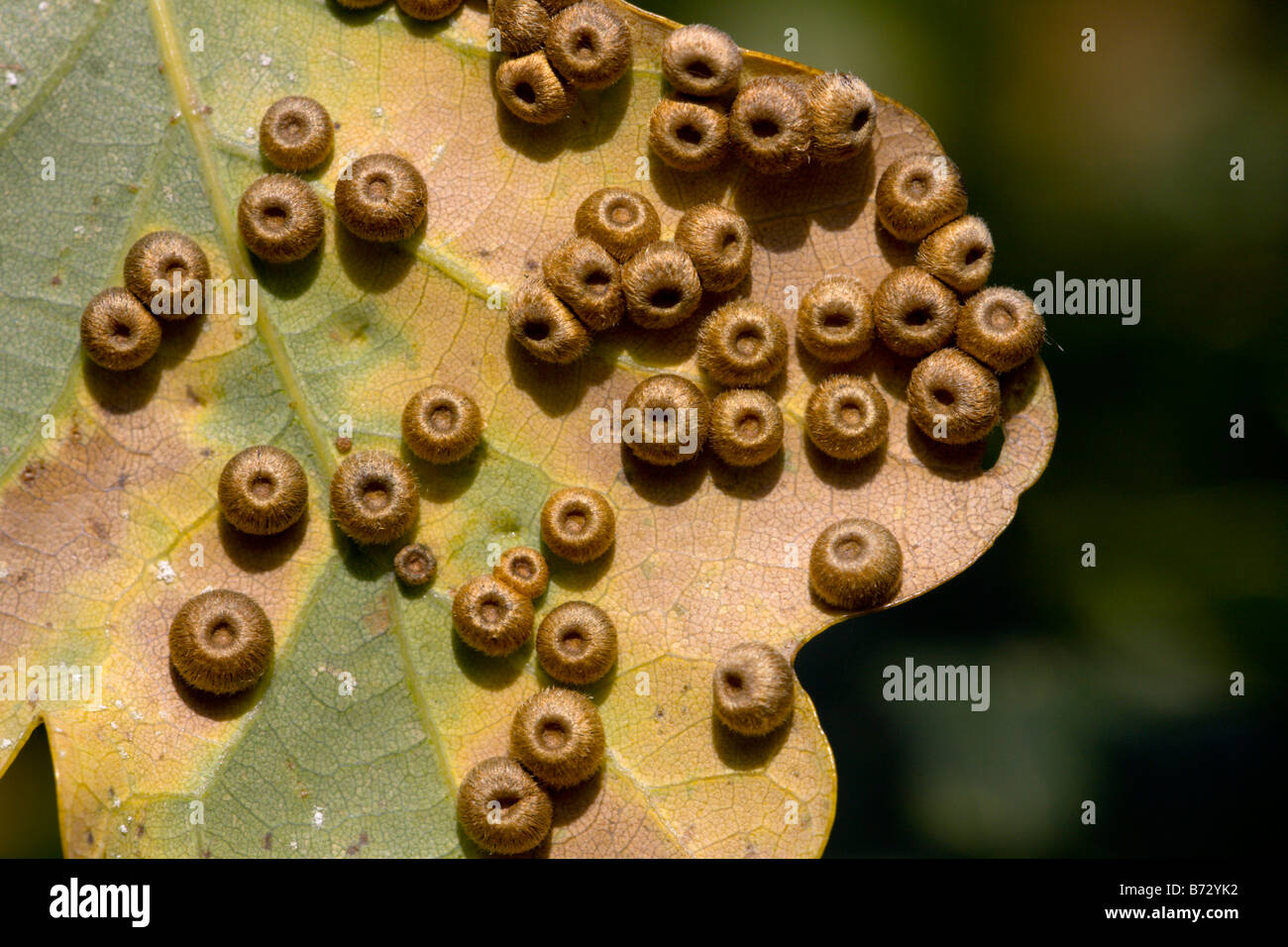 Oak spangle hi-res stock photography and images - Alamy