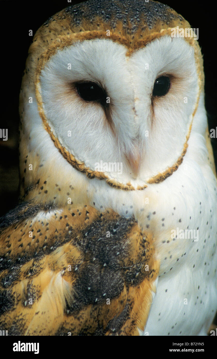 Barn Owl portrait Stock Photo - Alamy
