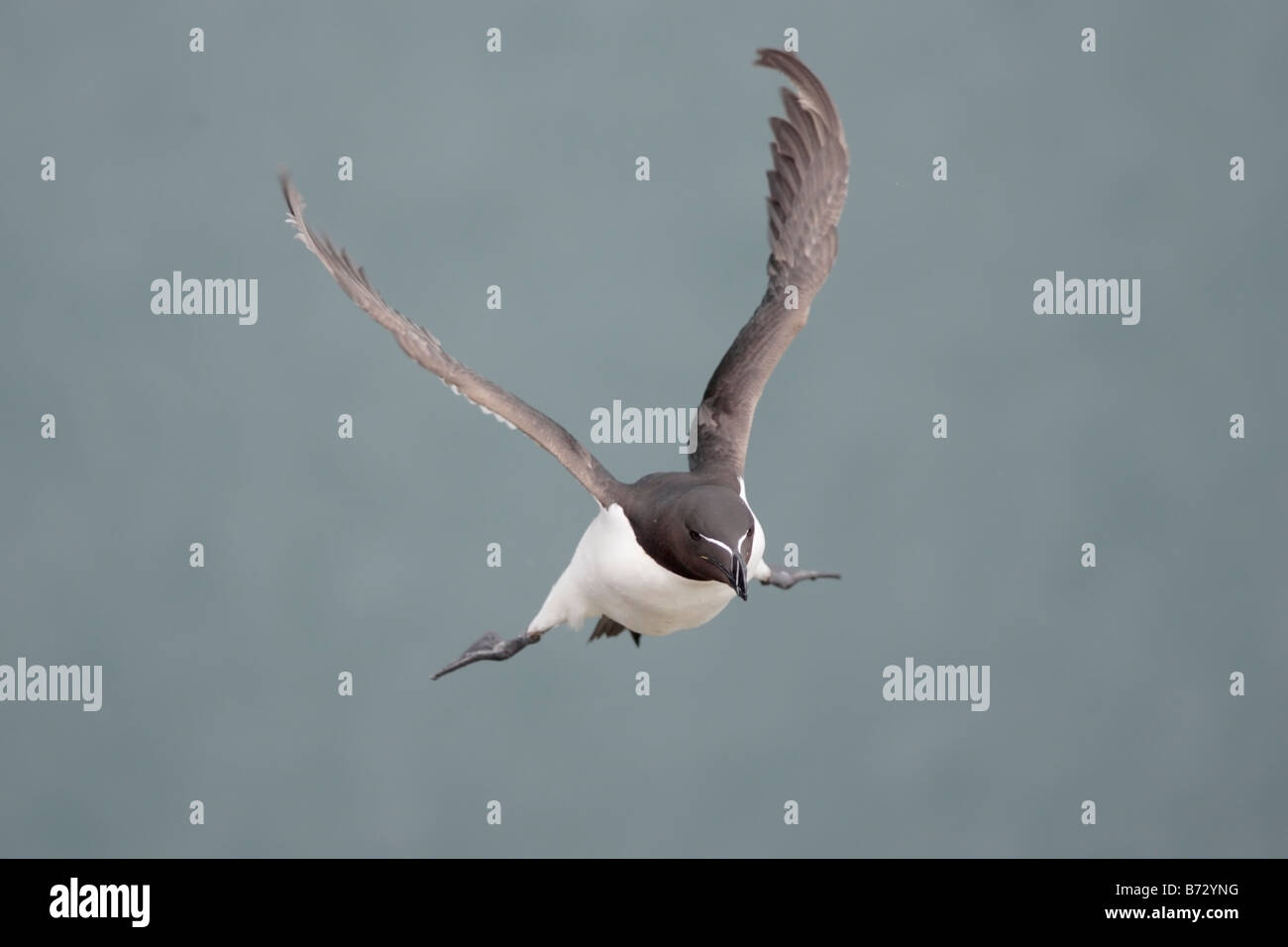 Guillemot in flight hi-res stock photography and images - Alamy