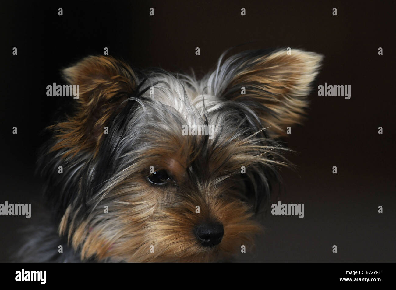 Old yorkie dog hi-res stock photography and images - Alamy