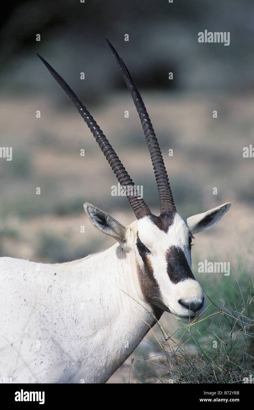 Arabain gulf hi-res stock photography and images - Alamy