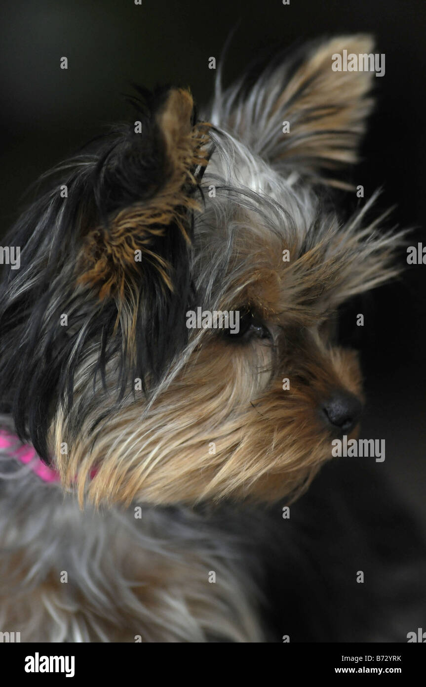 Old yorkie dog hi-res stock photography and images - Alamy