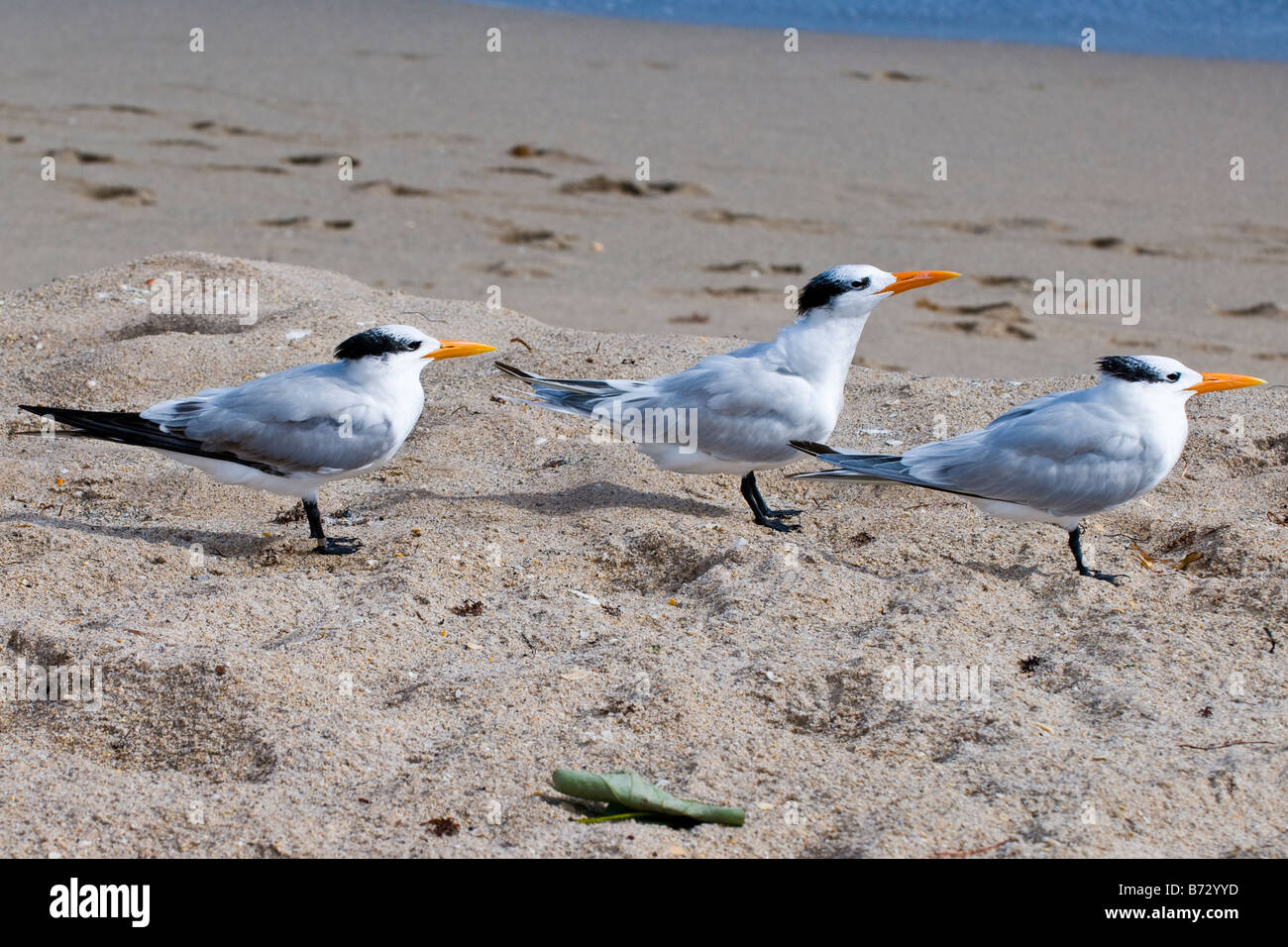 Three Royal Terns , Sterna Maxima Thalasseus Maximus , standing ...