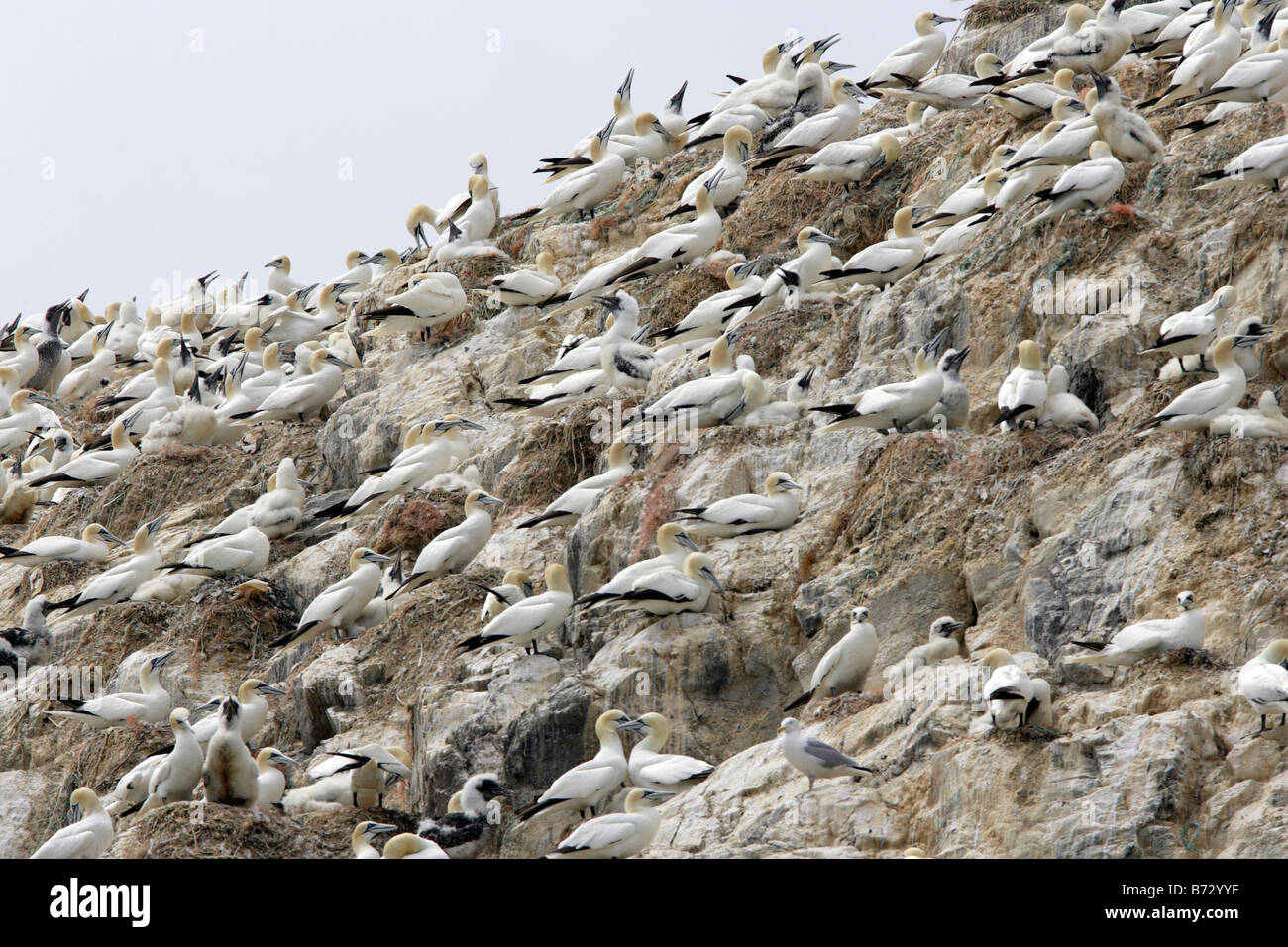 Gannet colony on Grassholm Island Wales Stock Photo - Alamy