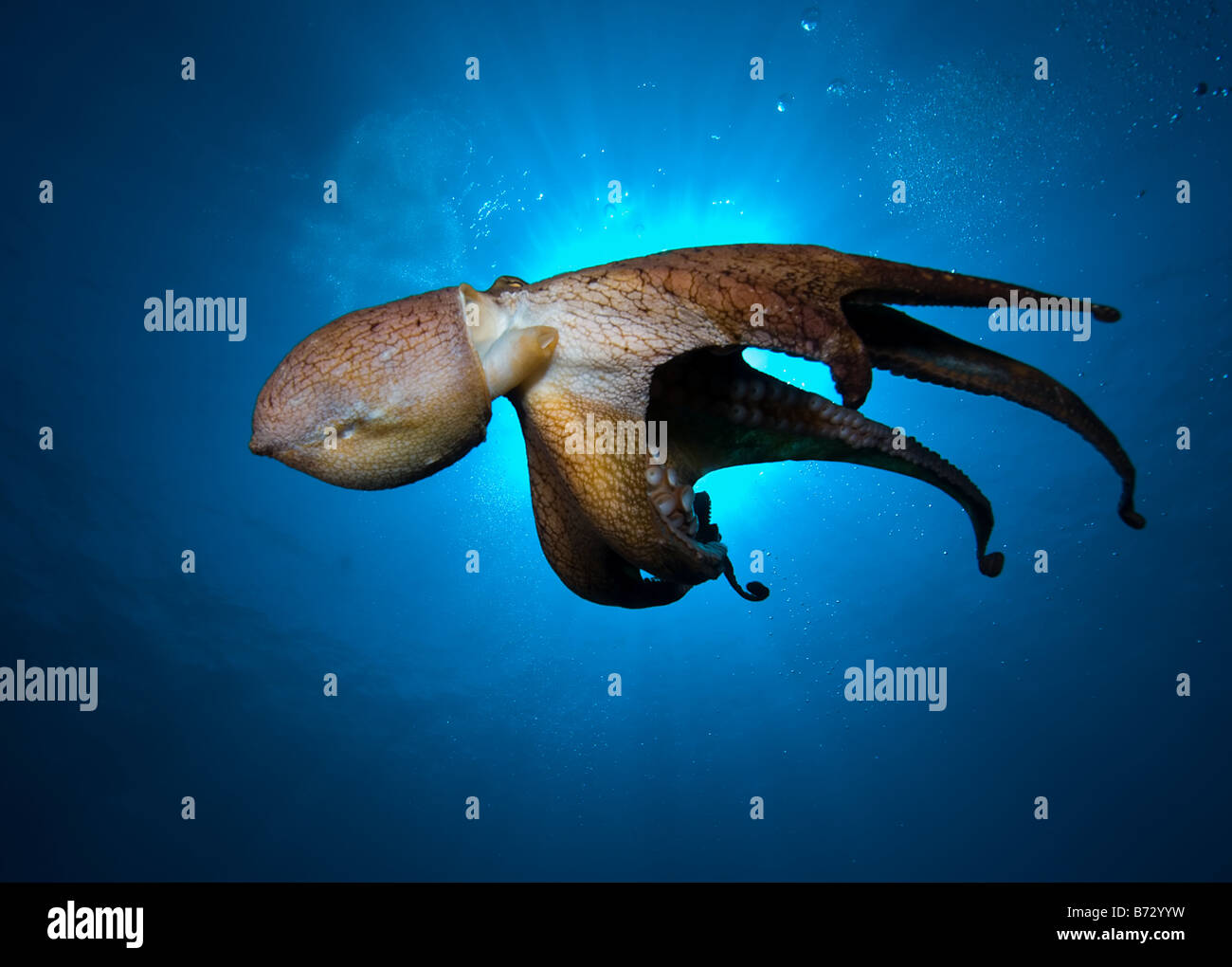 Octopus Camouflage Checkerboard