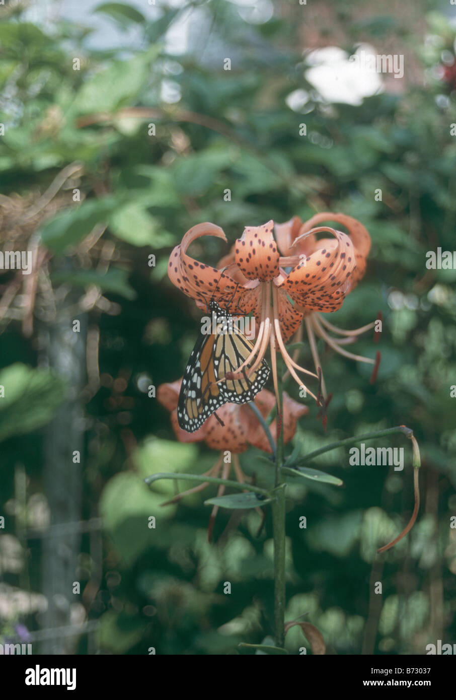Monarch butterfly on tiger lily in summer garden Stock Photo - Alamy