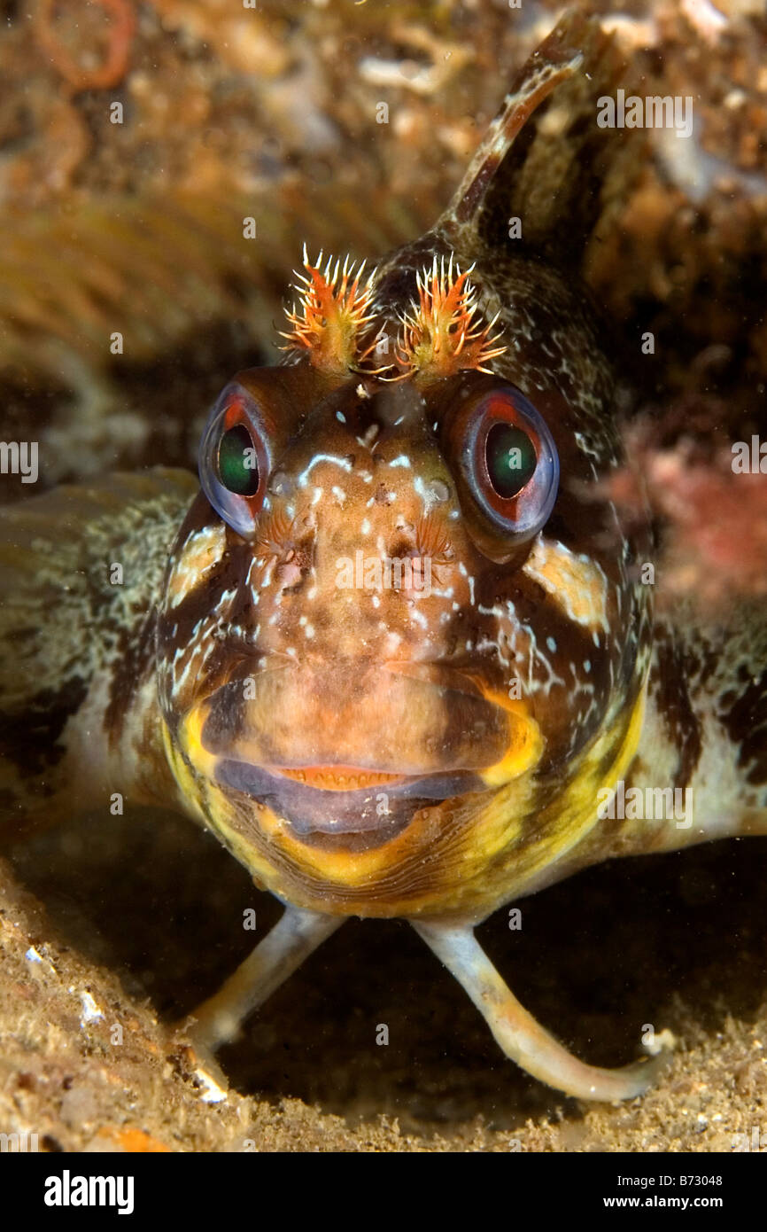 Fish face hi-res stock photography and images - Alamy