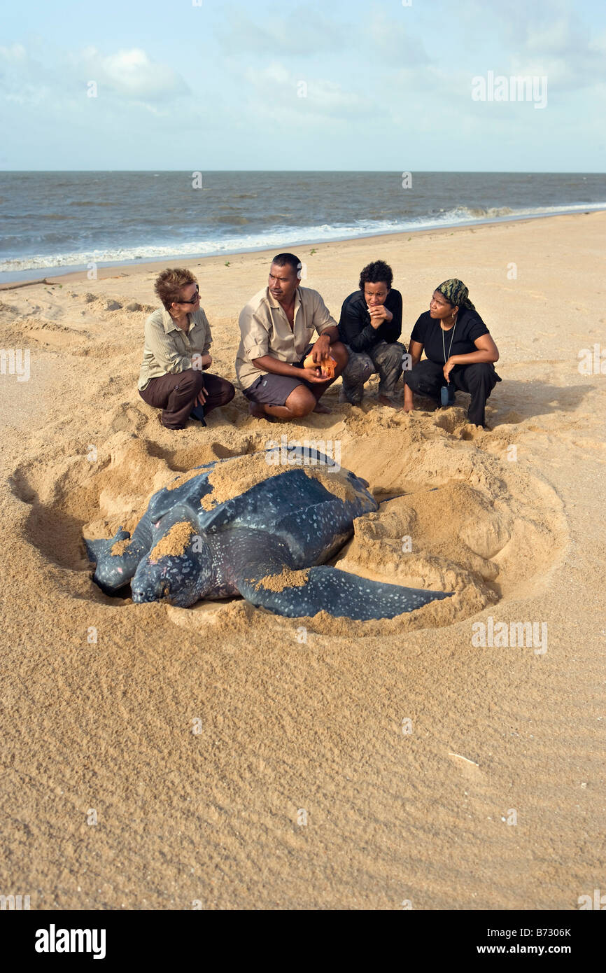 Suriname, Matapica National Park. Leatherback turtle laying eggs ...