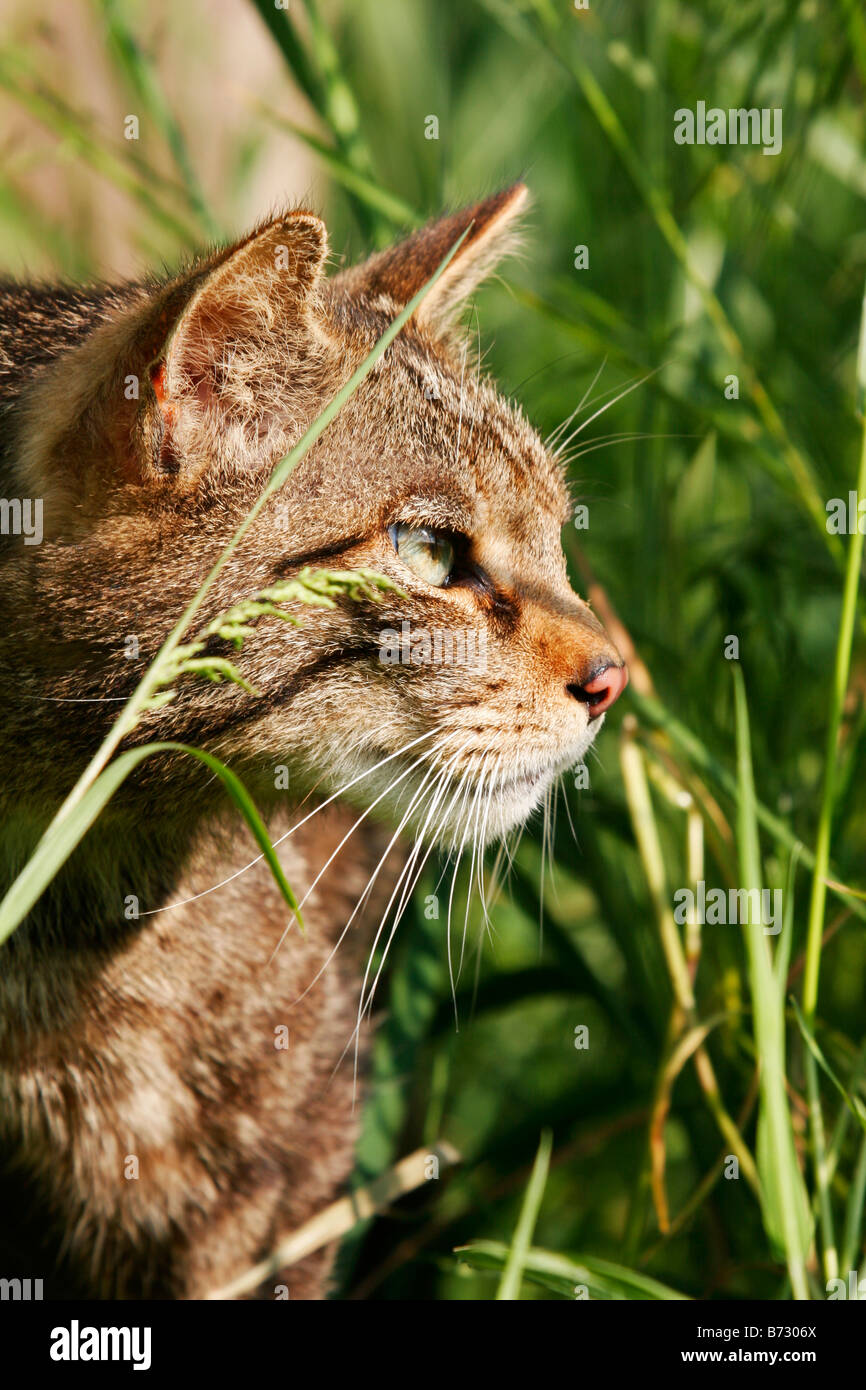 Portrait of a Scottish Wildcat at the British Wildlife Centre Stock ...