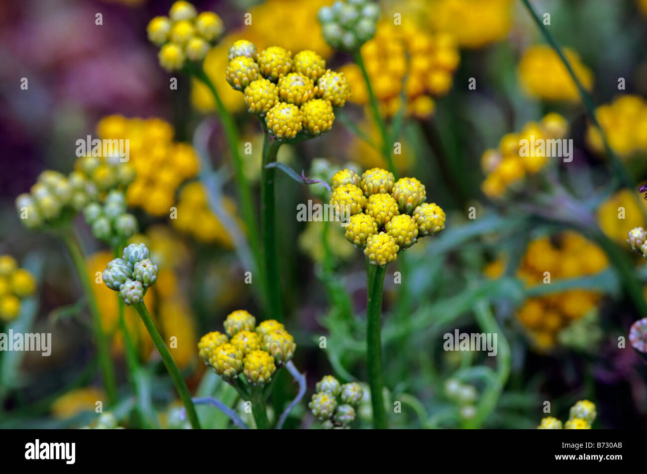 Yellow ageratum hi-res stock photography and images - Alamy