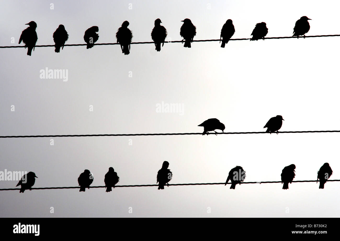 Birds on a wire Stock Photo - Alamy