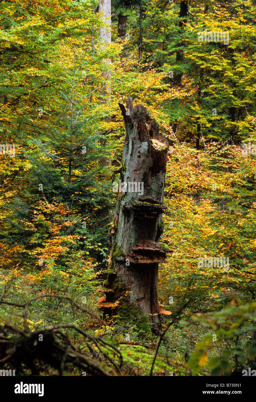 wood forest withered dried dead beech Stock Photo - Alamy