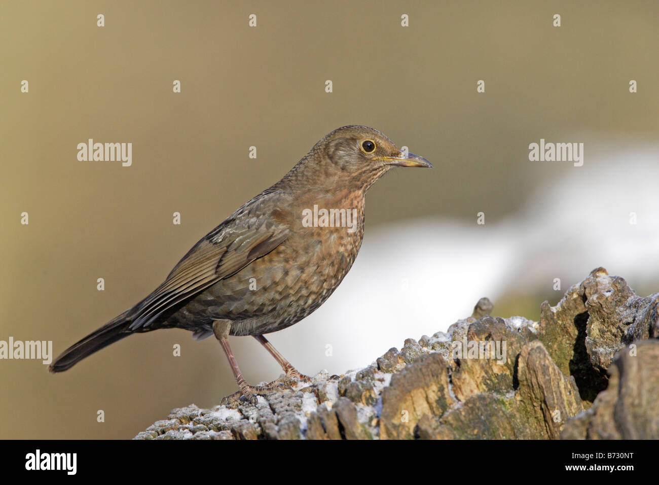 Female Common Blackbird Stock Photo - Alamy