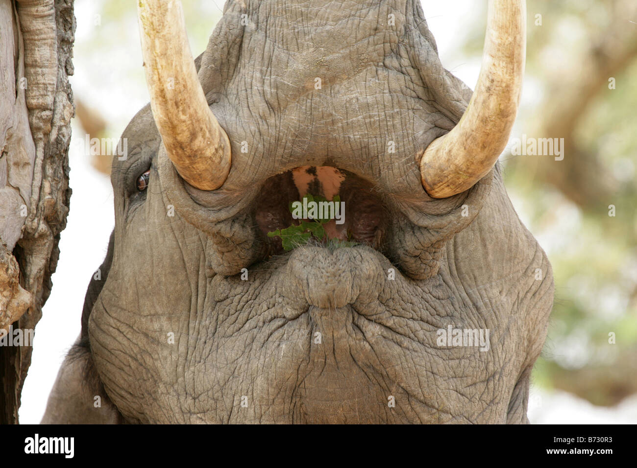 Elephant feeding on pods Stock Photo - Alamy