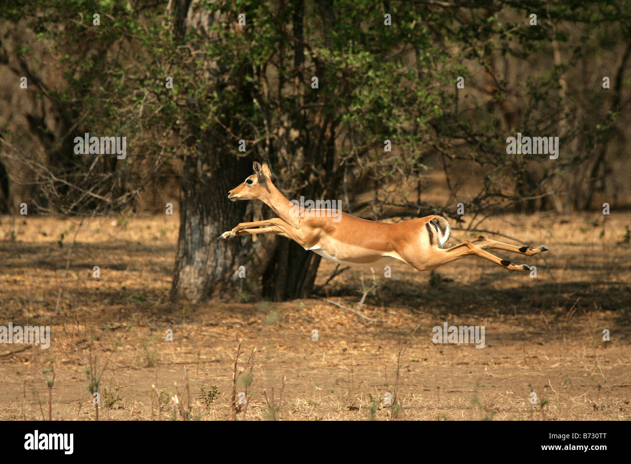 Impala leaping hi-res stock photography and images - Alamy