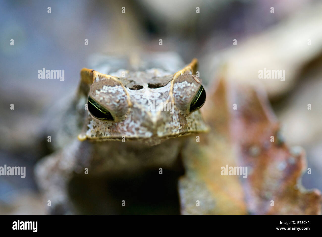 Horned toad hi-res stock photography and images - Alamy