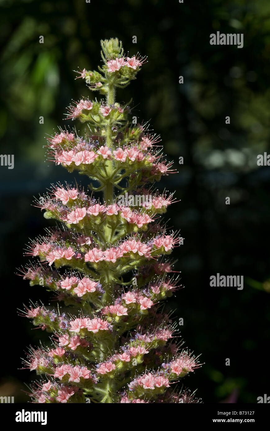Tower of jewels, red bugloss, Tenerife bugloss, Mount Teide bugloss ...