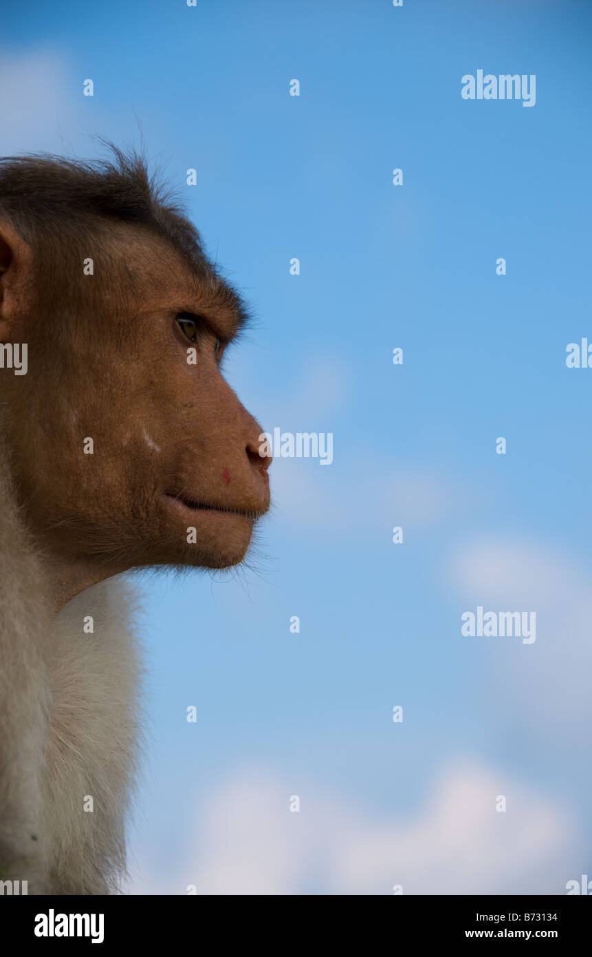 A Side View Of a Male Macaque Standing Guard In Southern India Stock ...