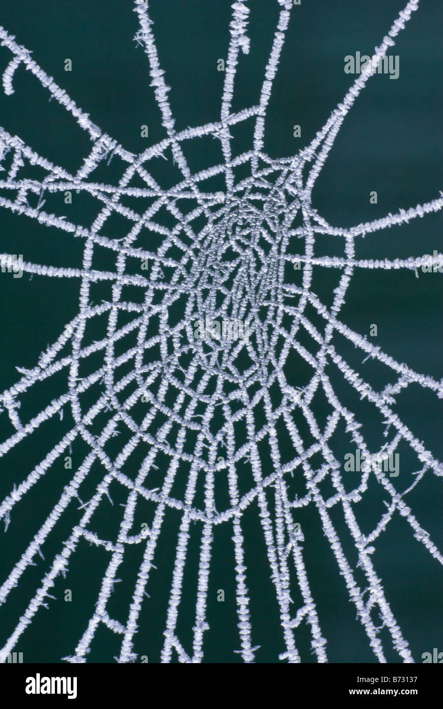 Spider Web Under Microscope