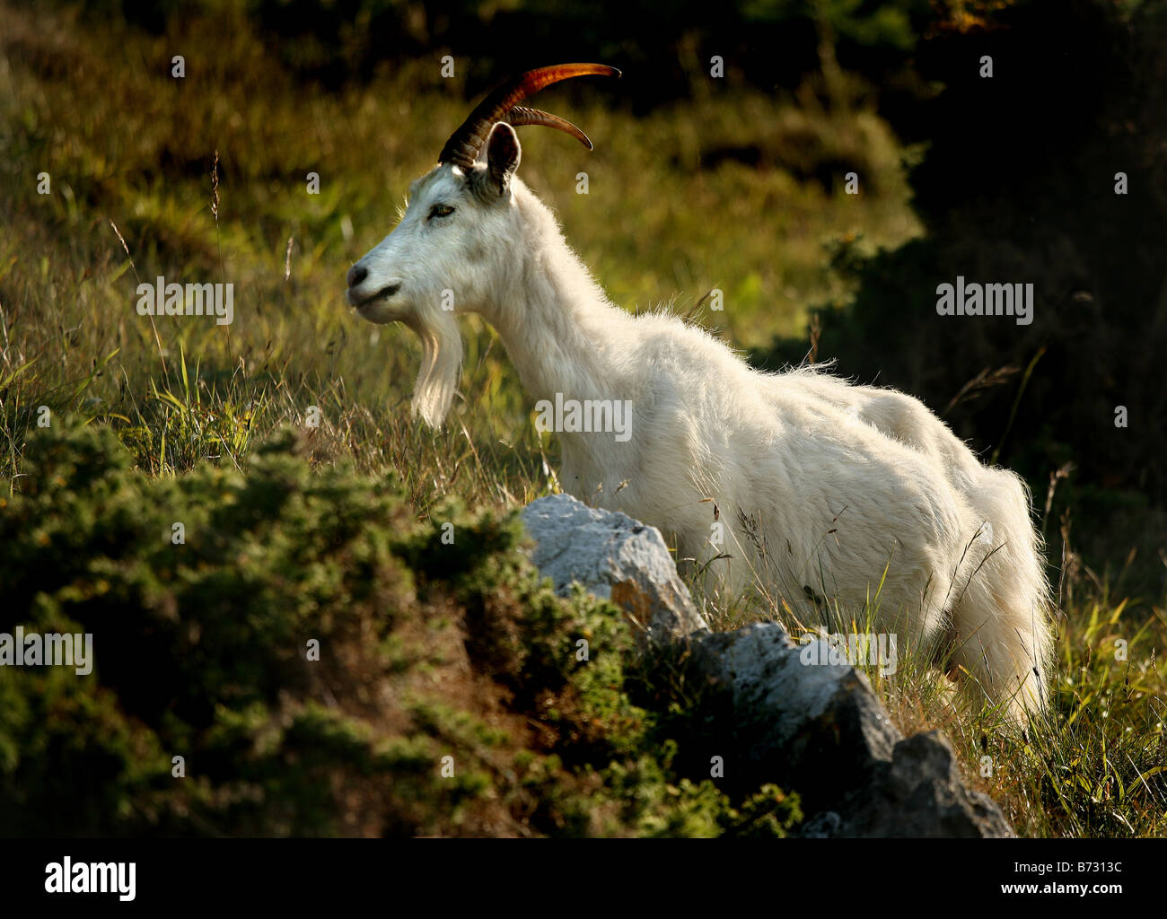 Wild goat Snowdonia Gwynedd North Wales Stock Photo - Alamy