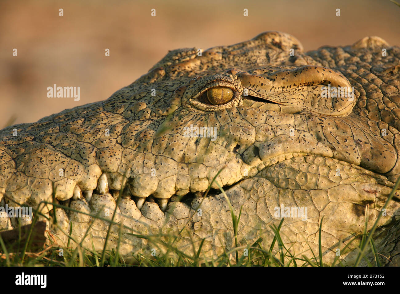 Crocodile resting at sunset Stock Photo - Alamy