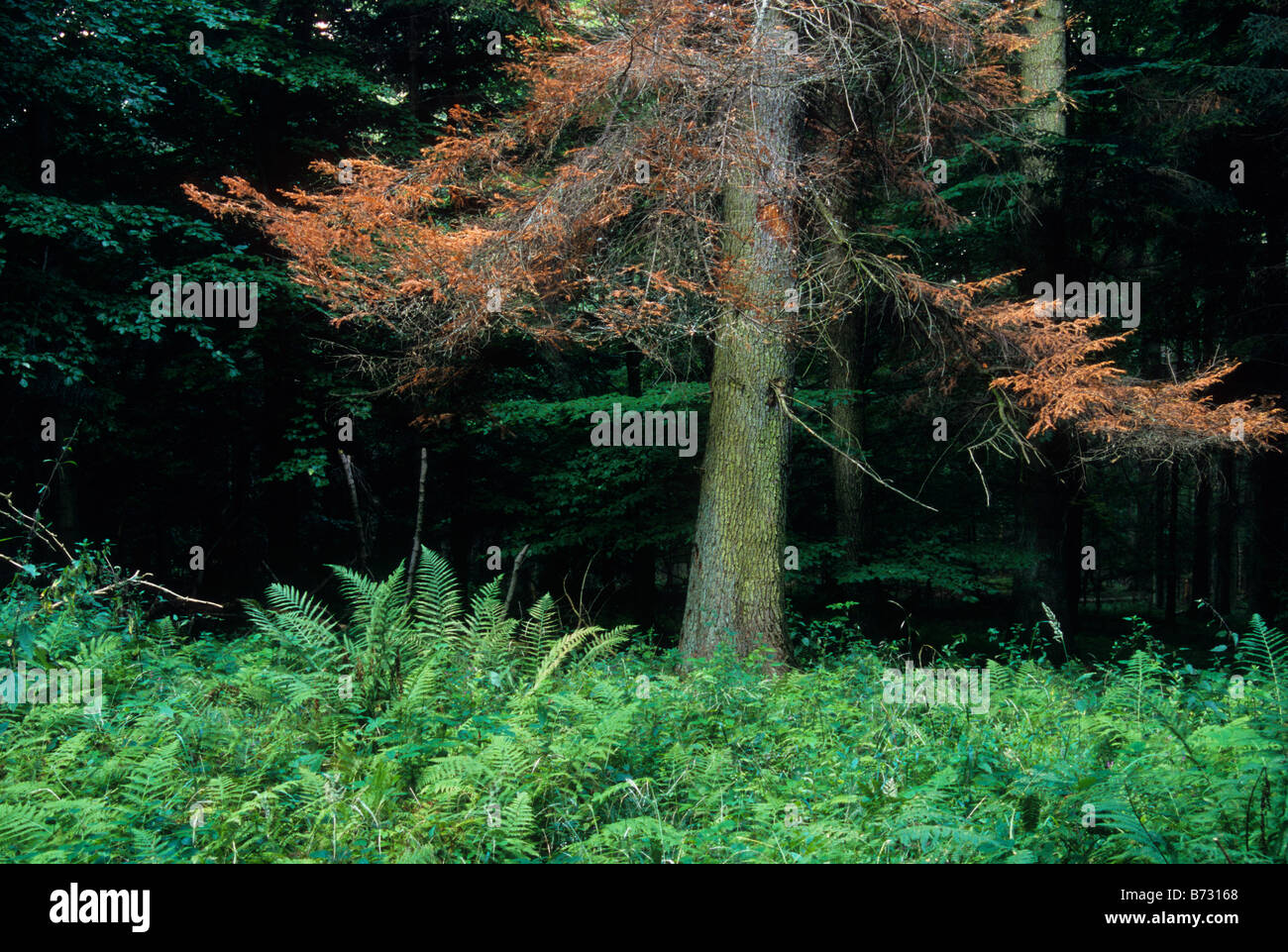 withered dried dead pine in forest Stock Photo - Alamy