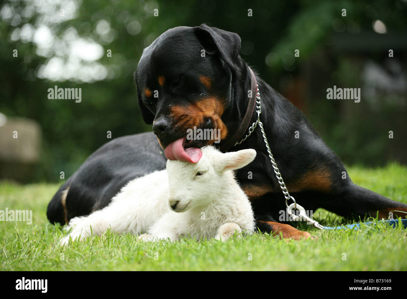 Rottweiler dog orphan lamb snowdonia hi-res stock photography and ...