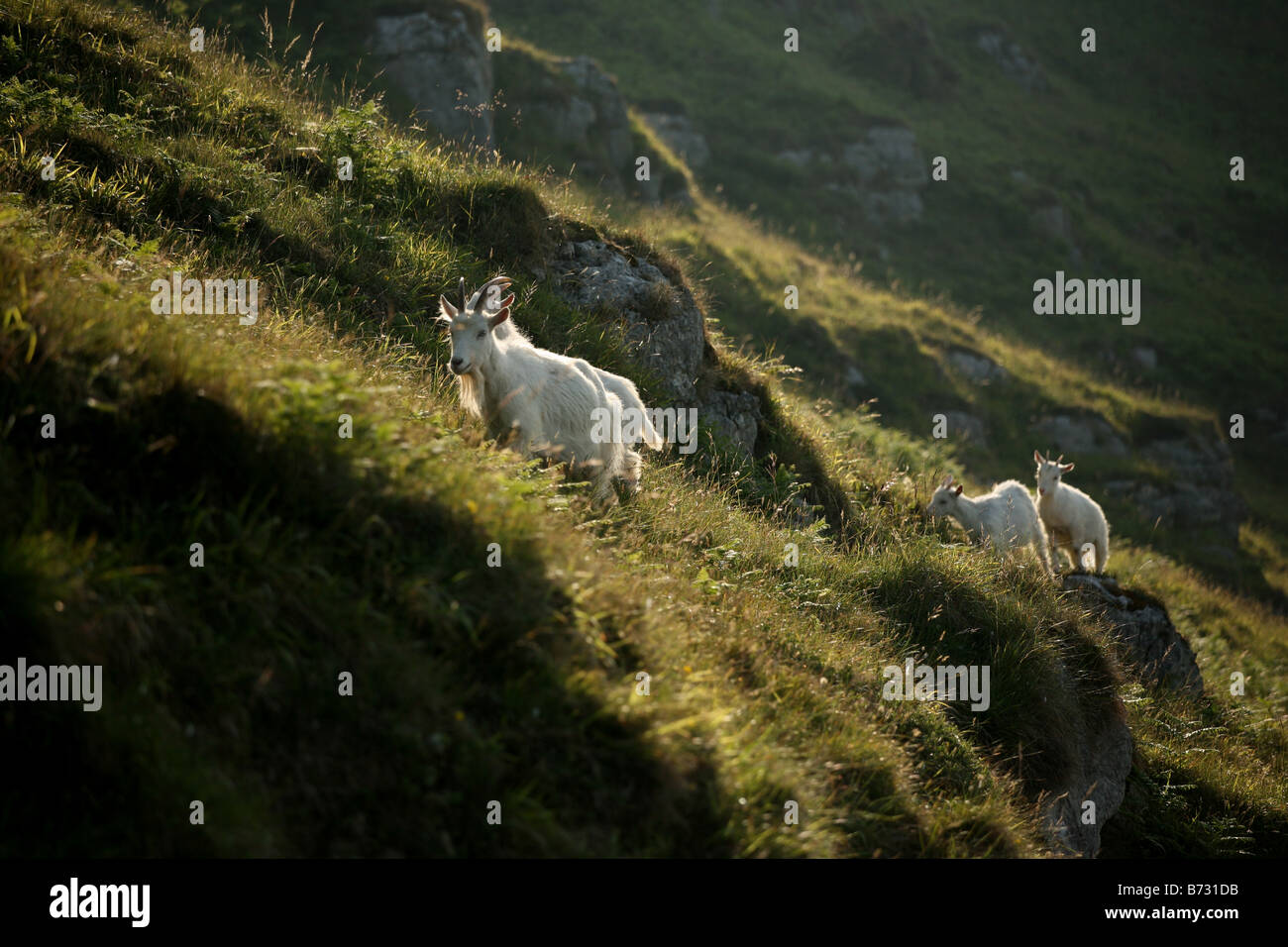 Wild goats Snowdonia Gwynedd North Wales Stock Photo - Alamy