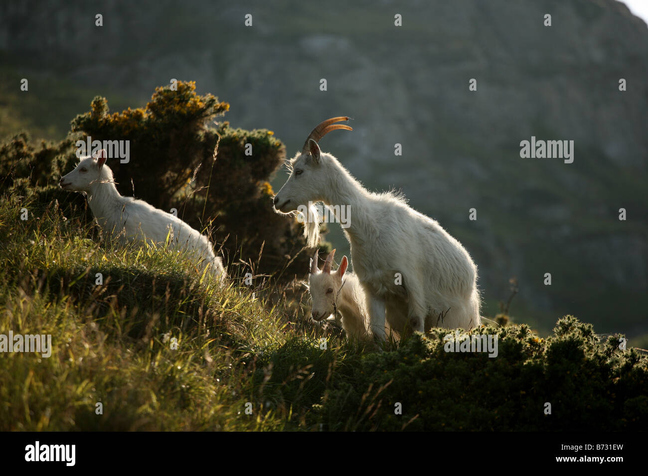 Wild goats Snowdonia Gwynedd North Wales Stock Photo - Alamy