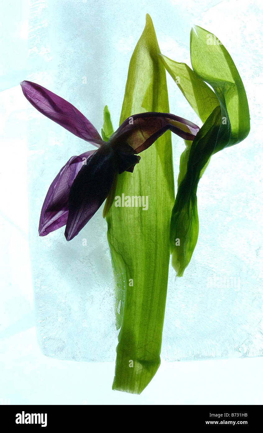 Partly frozen purple tulip deeply saturated colours. Blue ice ...