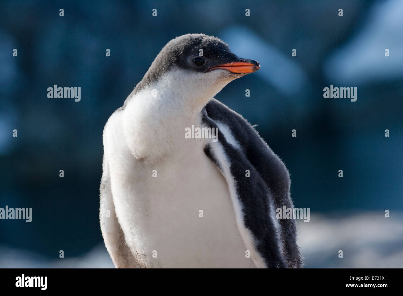 Gentoo Penguin (Pygoscelis papua) chick Neko Harbor Antarctica Stock ...