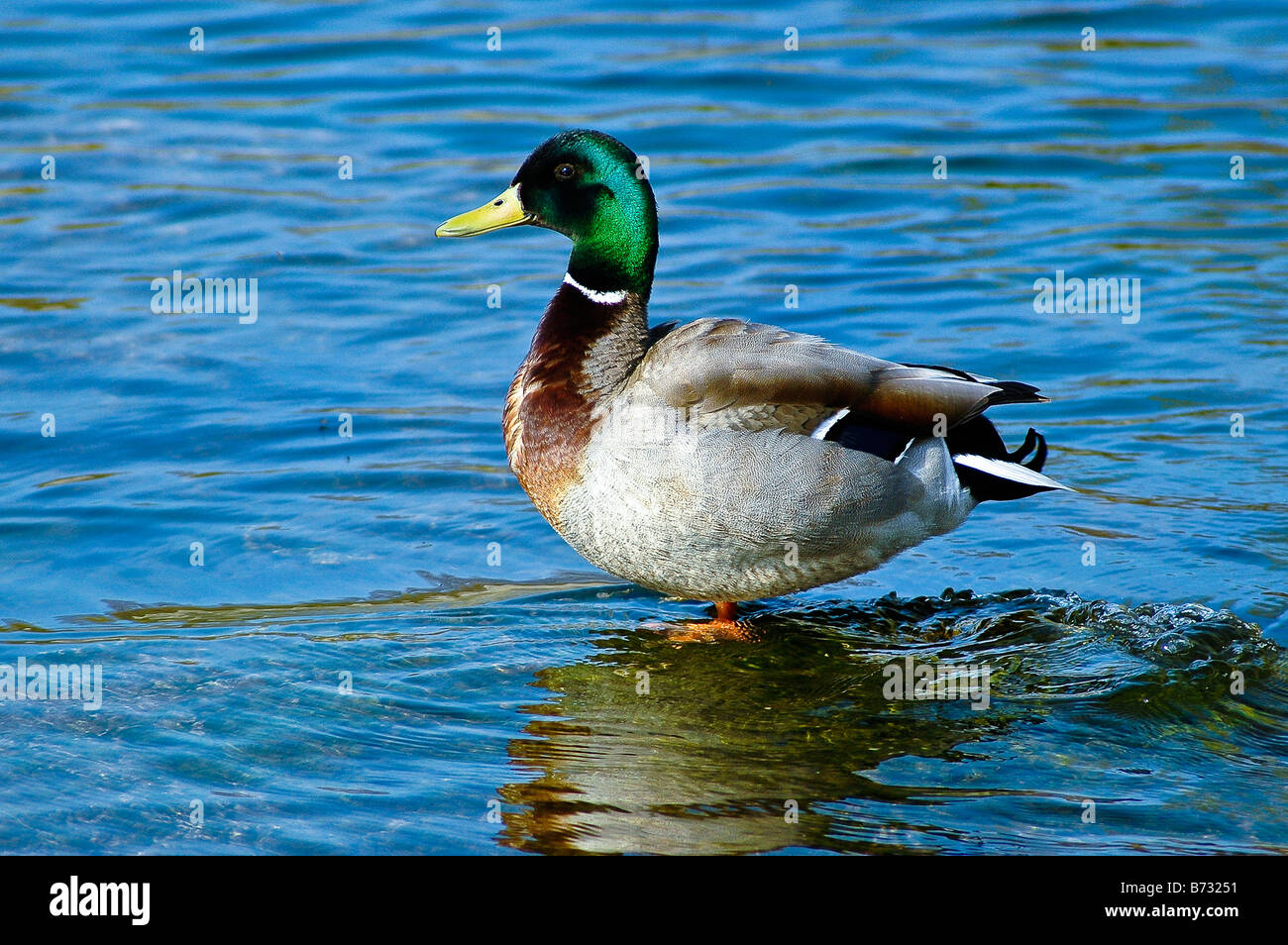 White Mallard Duck High Resolution Stock Photography and Images - Alamy