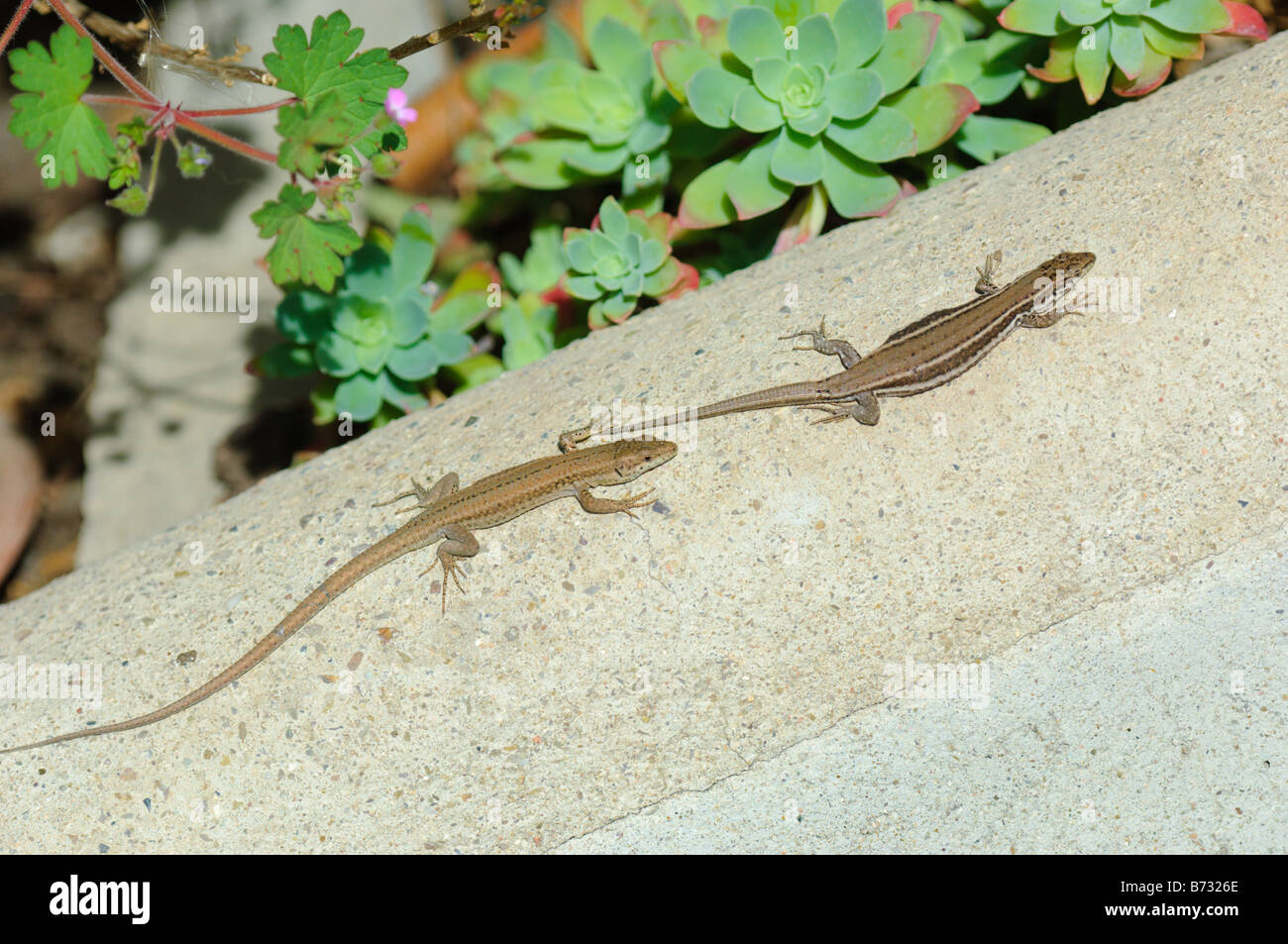 Couple of wall lizards sunbathing, Spain Stock Photo - Alamy