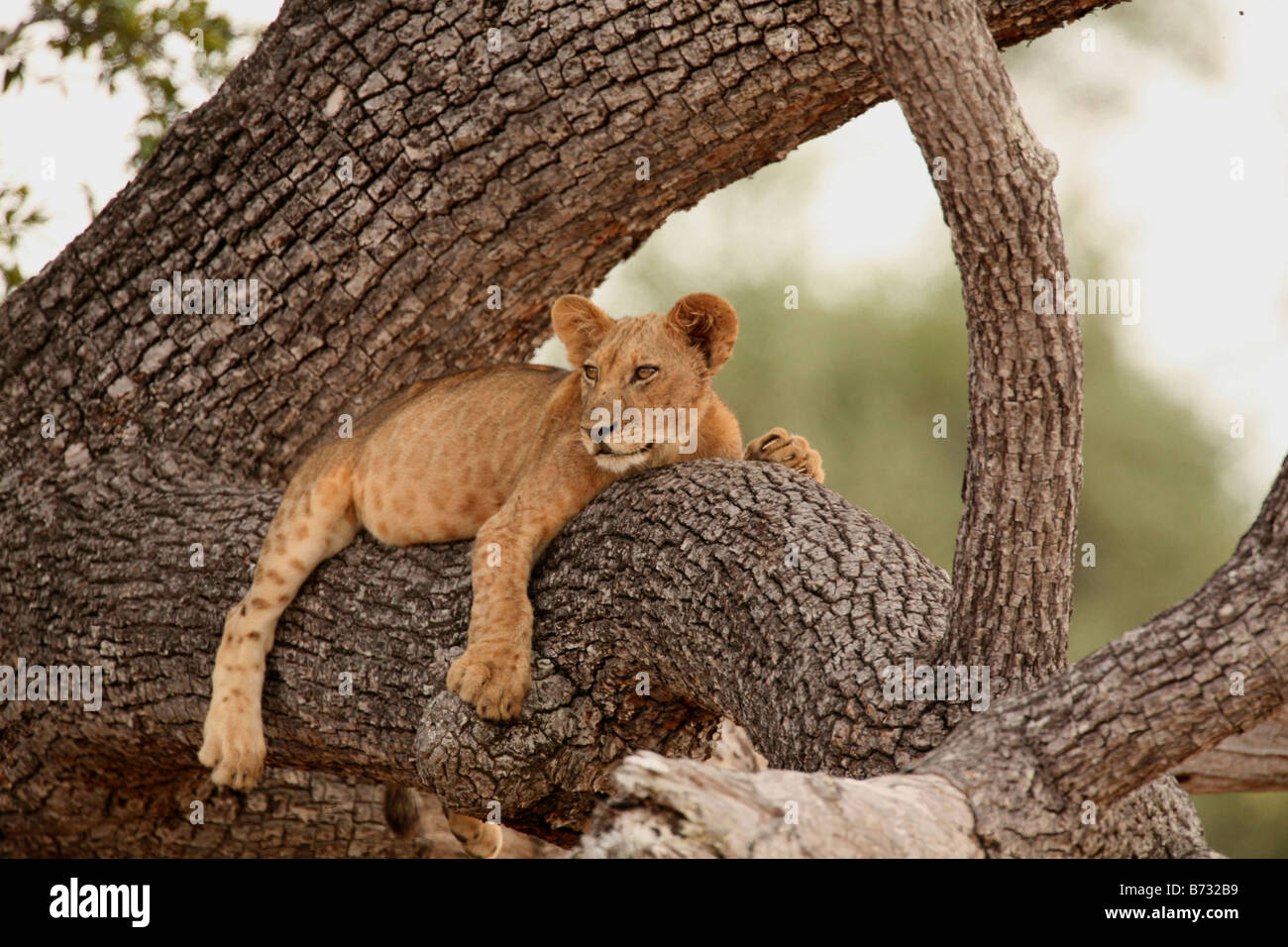 Well fed lion cub resting in a tree Stock Photo - Alamy