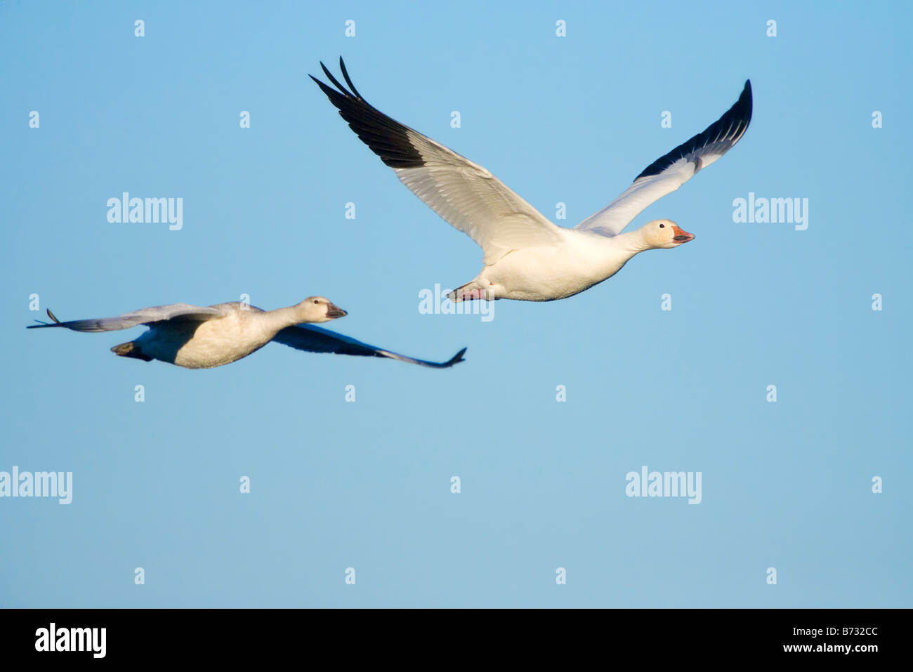 Snow Goose Chen caerulescens Stock Photo - Alamy