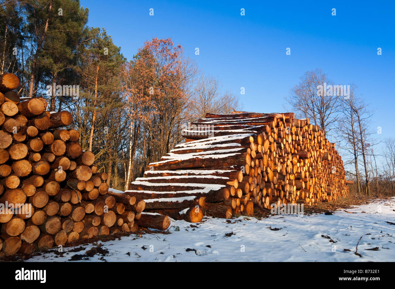 Stack of felled Pine tree logs awaiting transportation, sud-Touraine ...
