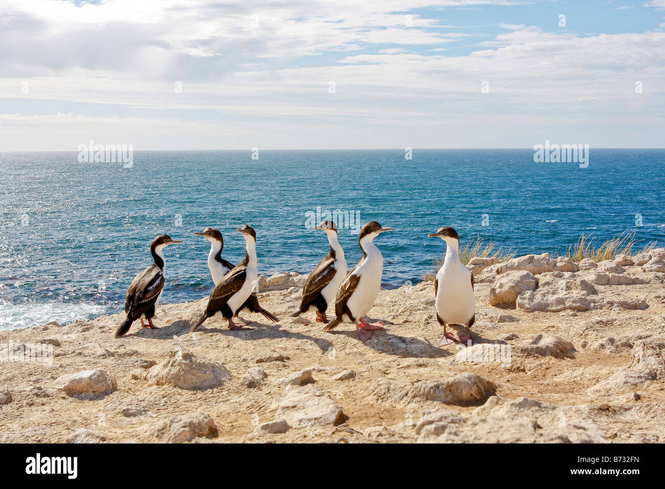 King Cormorant Imperial shag Phalacrocorax atriceps Stock Photo - Alamy