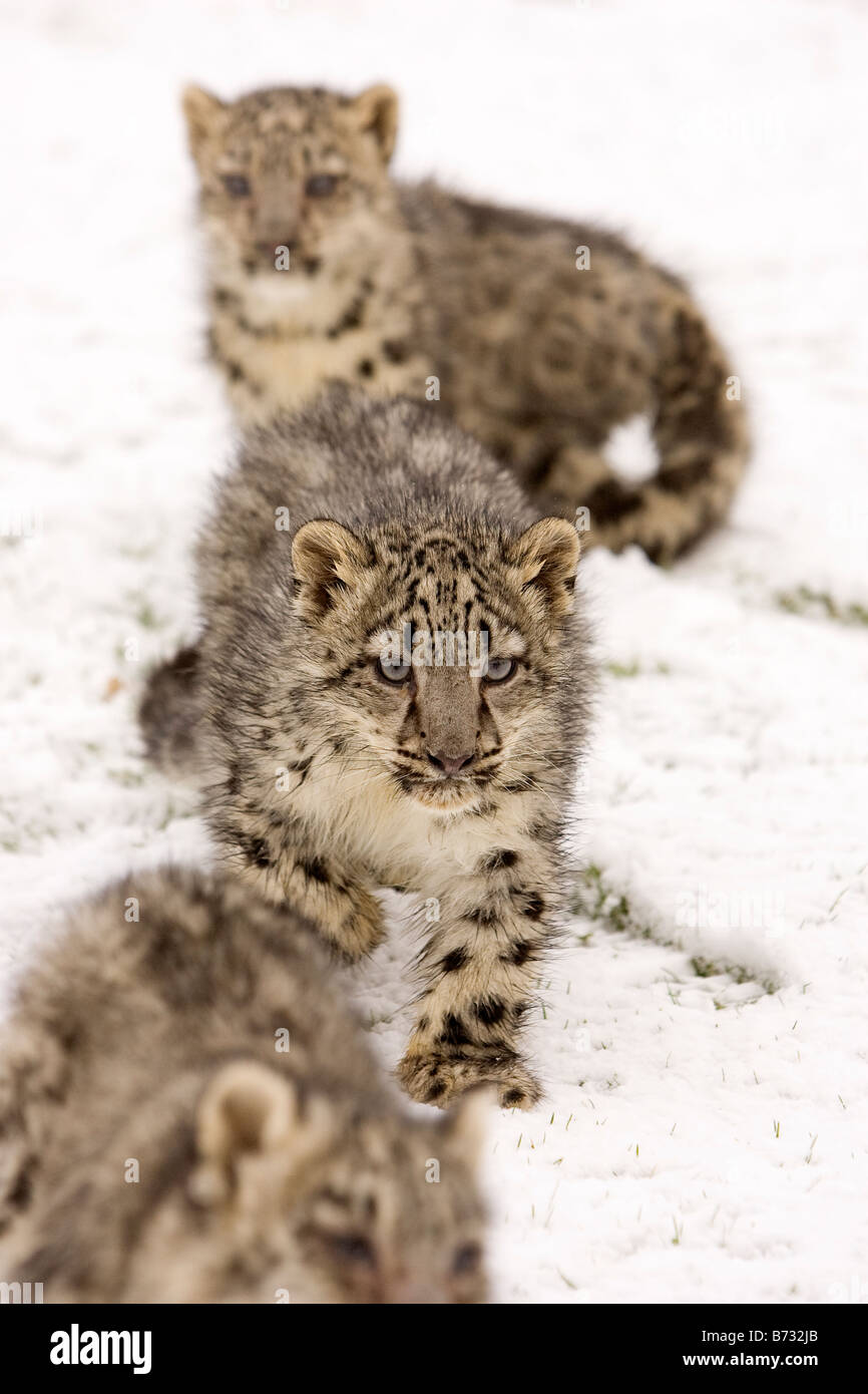 Snow Leopard Cubs in the snow Stock Photo - Alamy