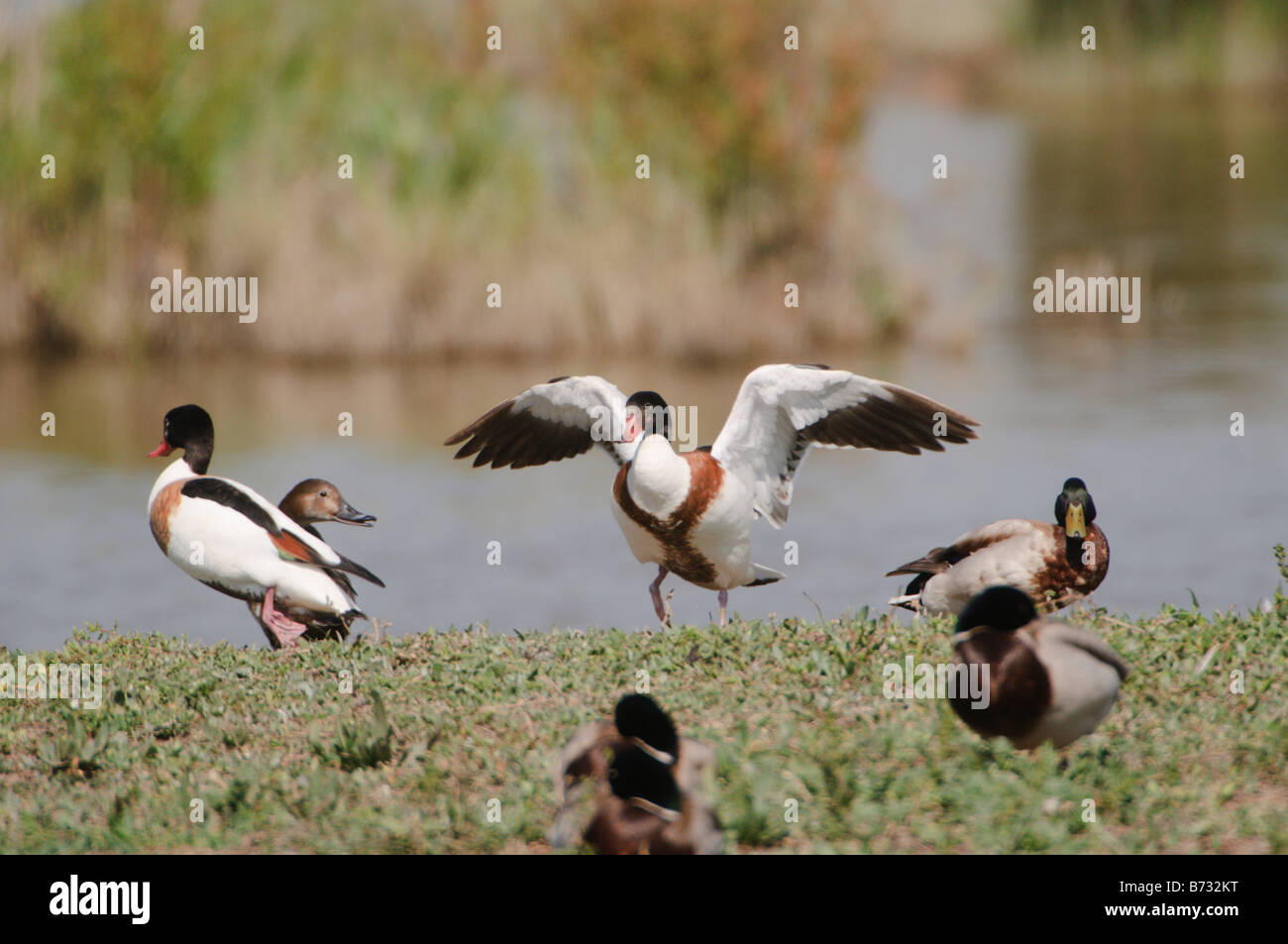 Flying shelducks hi-res stock photography and images - Alamy